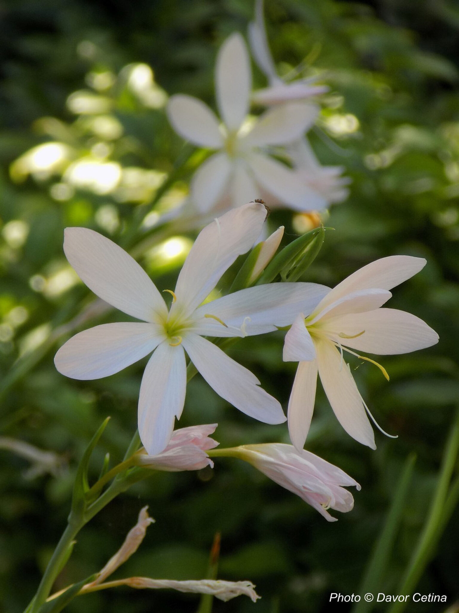 Schizostylis coccinea «Alba» (Hesperantha) - Vrtlarija Kalići - OPG ...