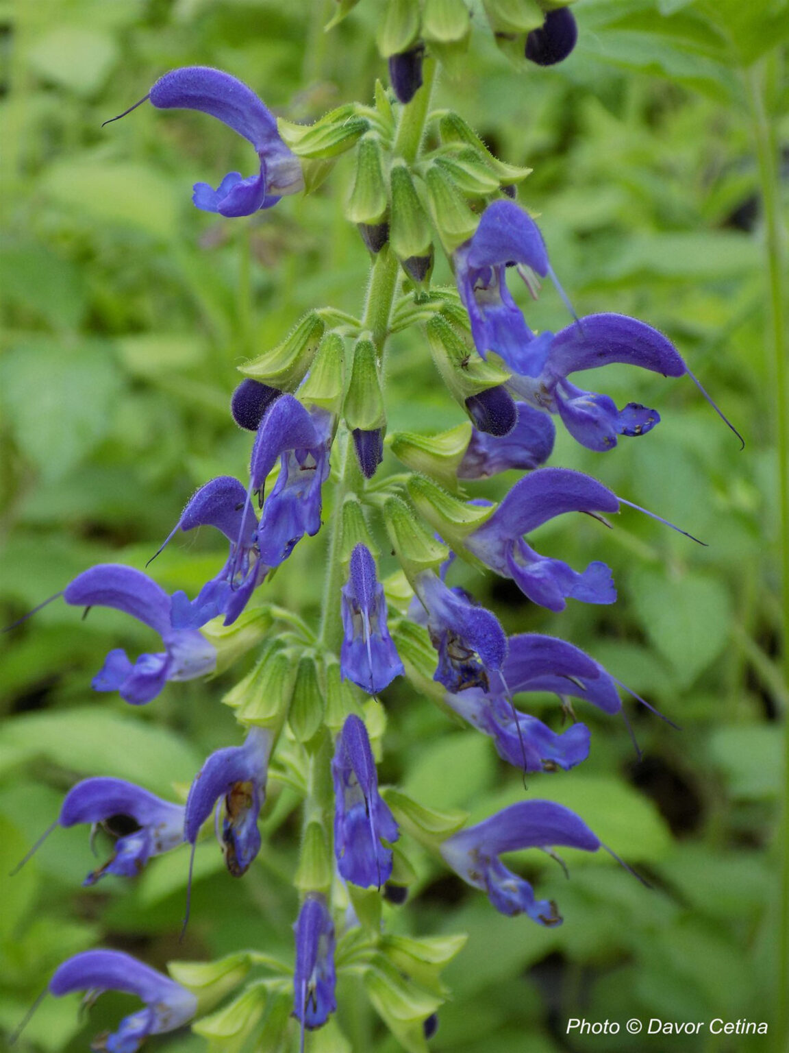 Salvia miltiorrhiza (Kadulja) - Vrtlarija Kalići - OPG Davor Cetina