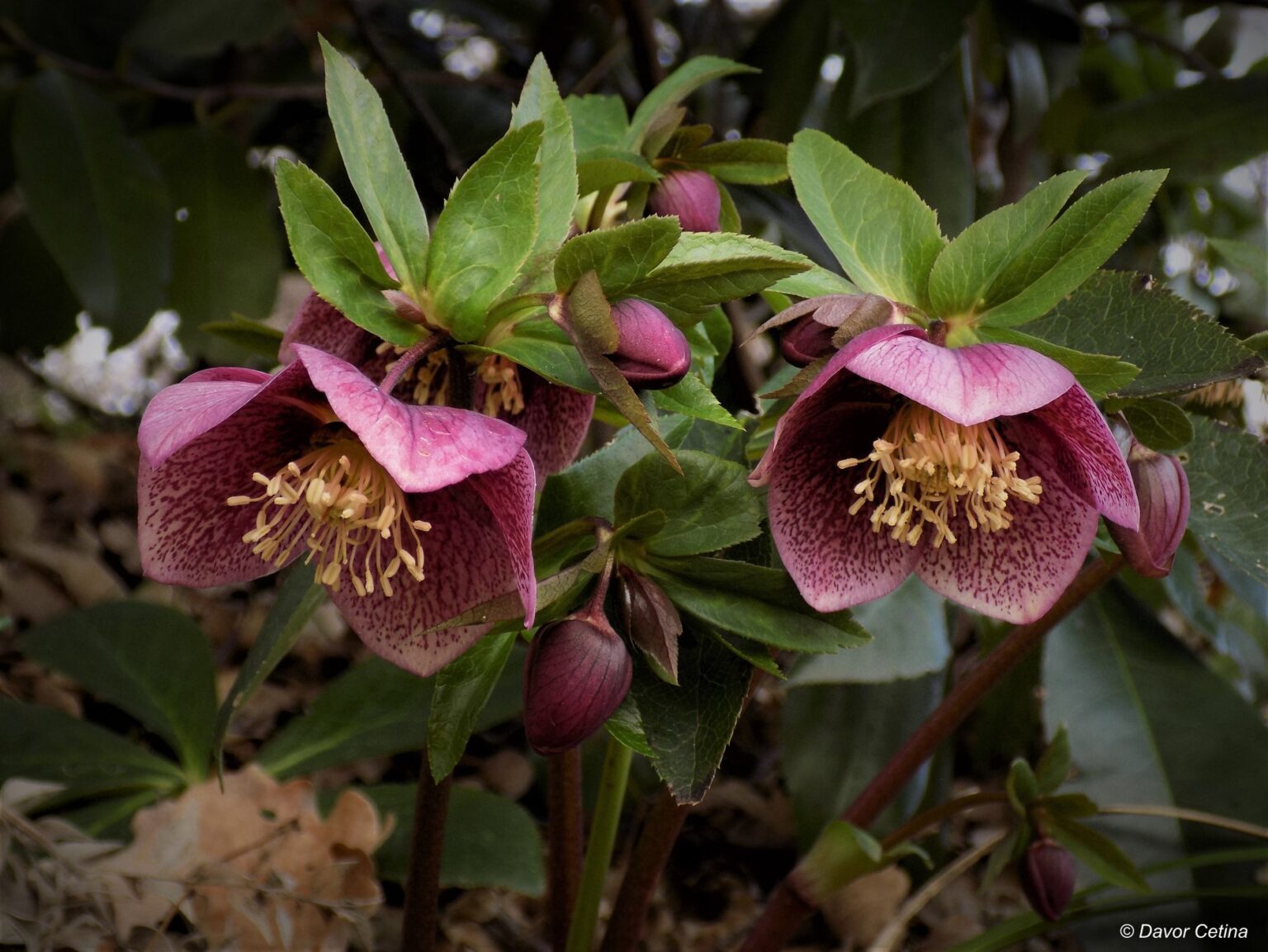 Helleborus x hybridus (orientalis) «Red lady» (Kukurijek) – Vrtlarija ...