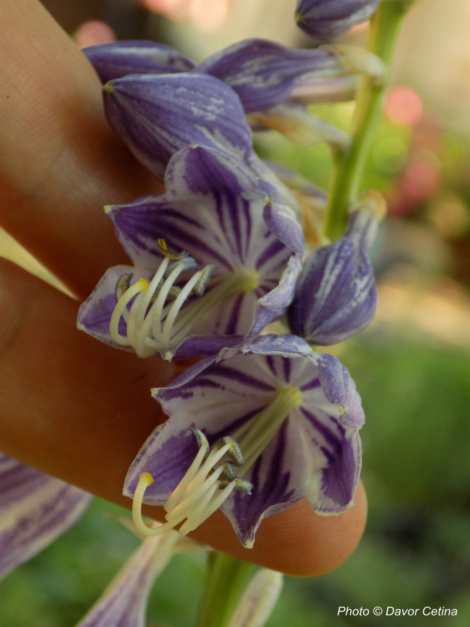 Hosta ventricosa (Funkija) – Vrtlarija Kalići – OPG Davor Cetina