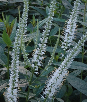 Veronicastrum virginicum «Album» (Visoka čestoslavica) - Vrtlarija ...