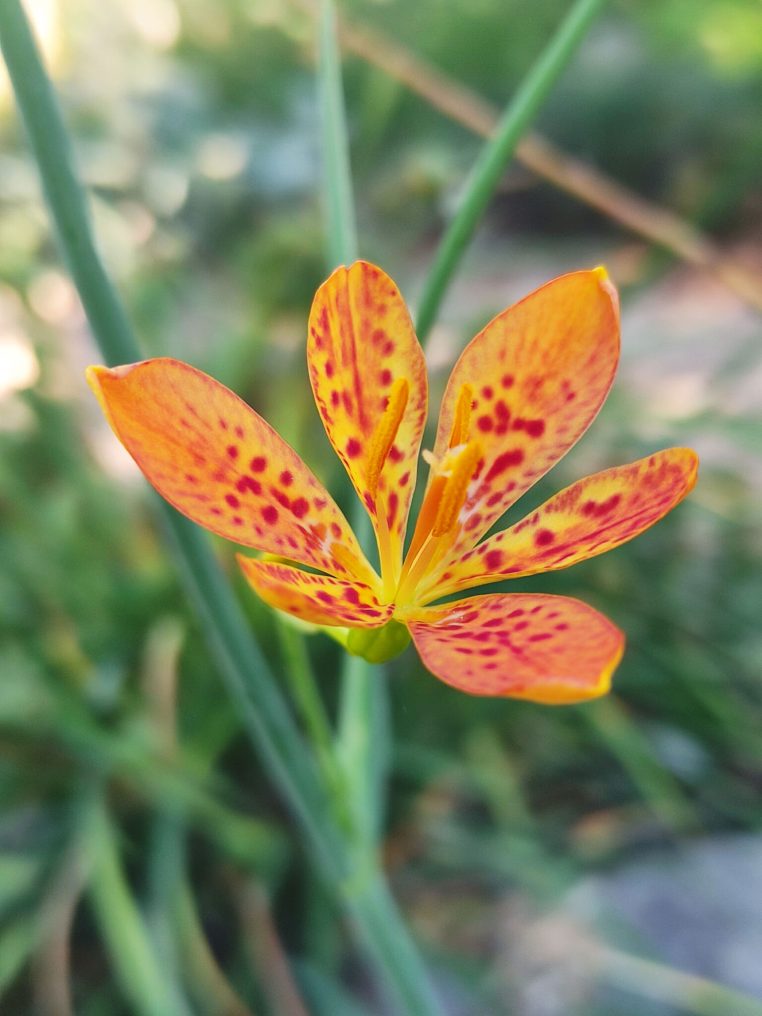 Belamcanda chinensis (syn Iris domestica) (Perunika) - Vrtlarija Kalići ...