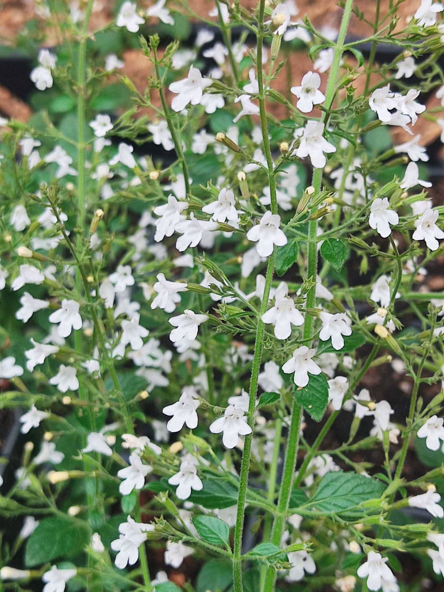 Calamintha nepeta «White cloud» (Gorska metvica) - Vrtlarija Kalići ...