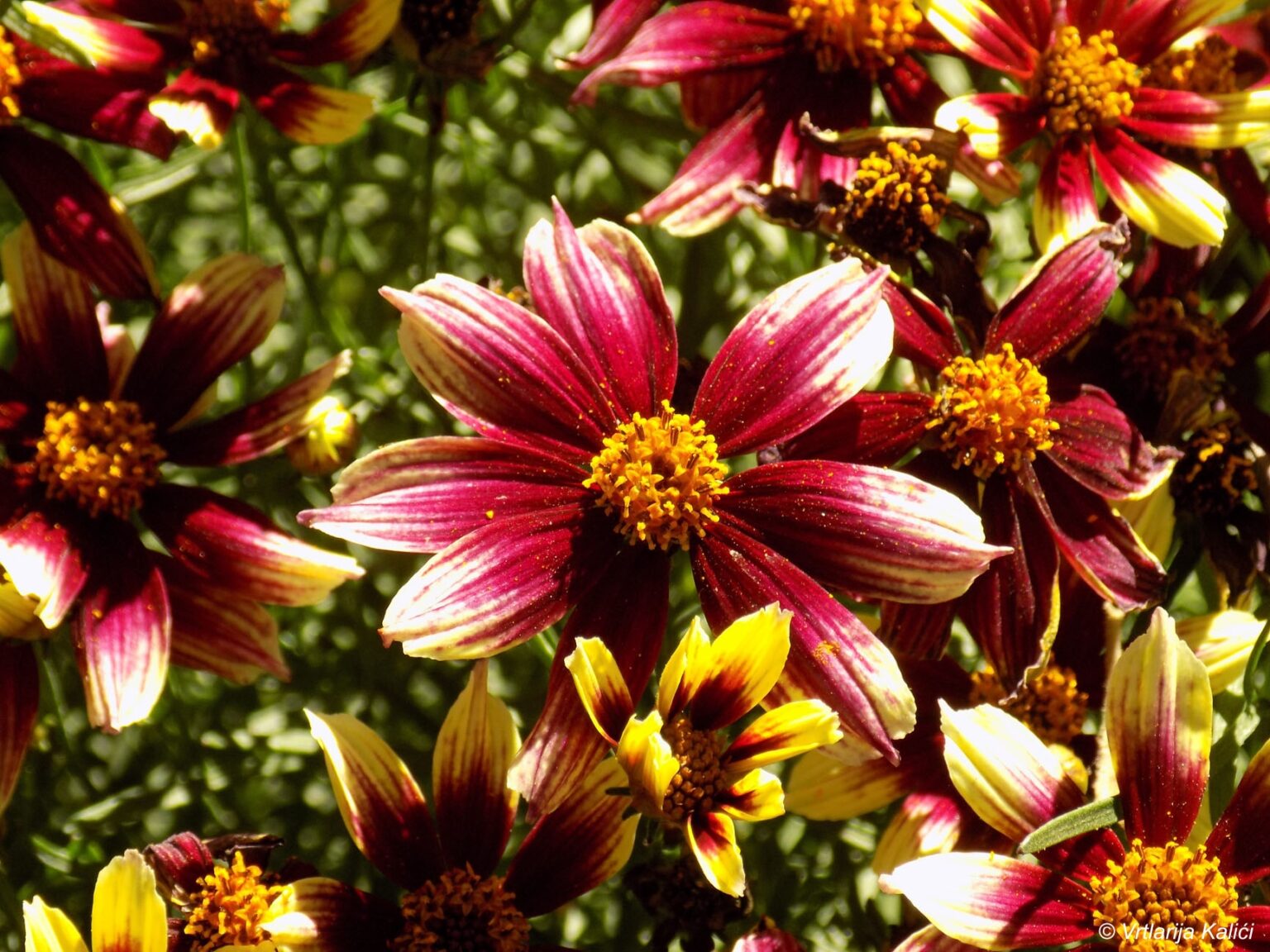 Coreopsis verticillata «Sunstar rose» (Djevojačko oko) - Vrtlarija ...