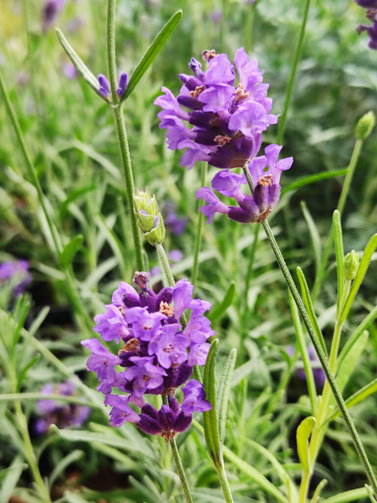 Lavandula angustifolia (syn. L. officinalis) (Lavanda) - Vrtlarija ...