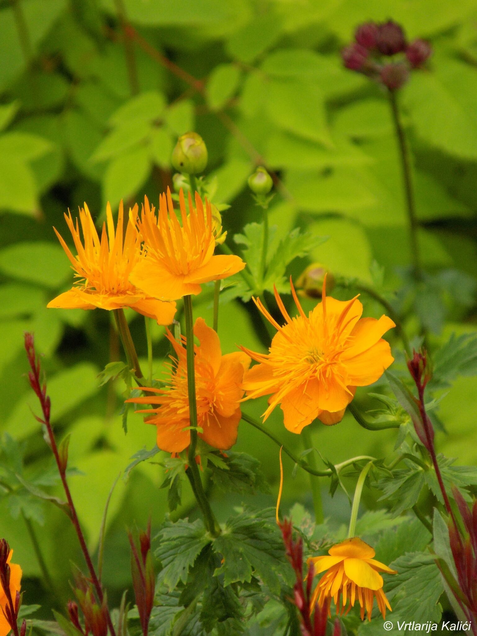 Trollius chinensis «Golden Queen» (Planinčica) - Vrtlarija Kalići - OPG ...