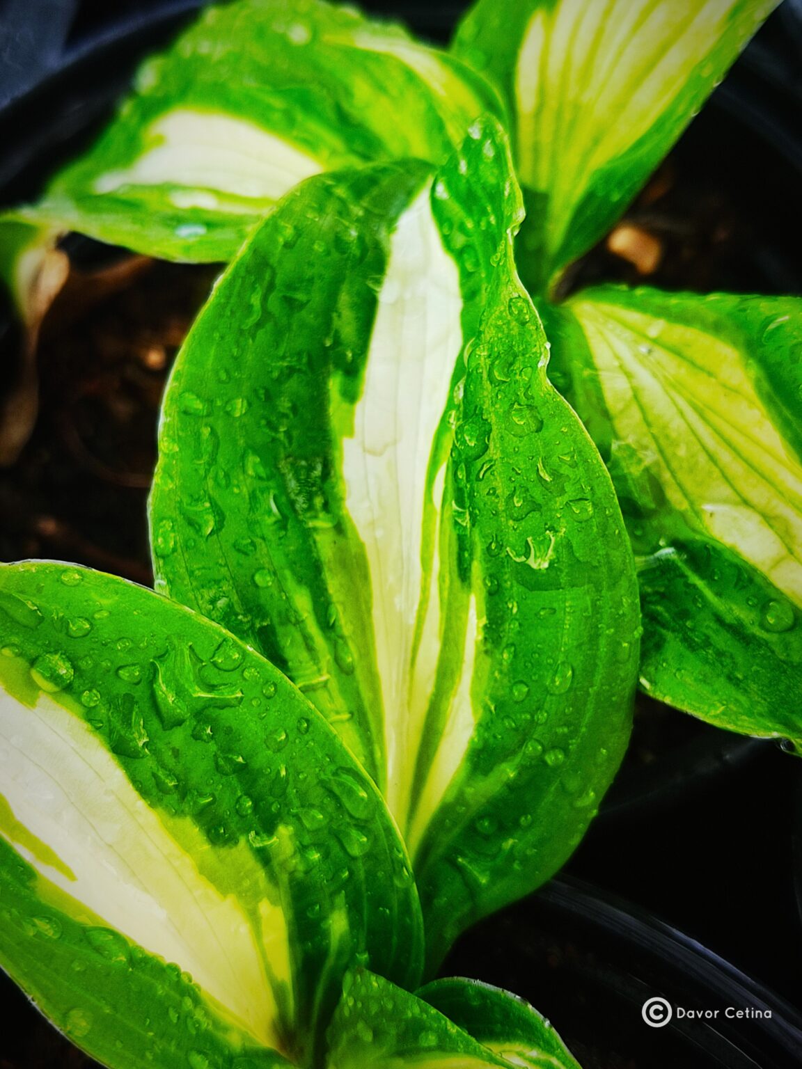 Hosta undulata «Medio-variegata» (Funkija) – Vrtlarija Kalići – OPG ...