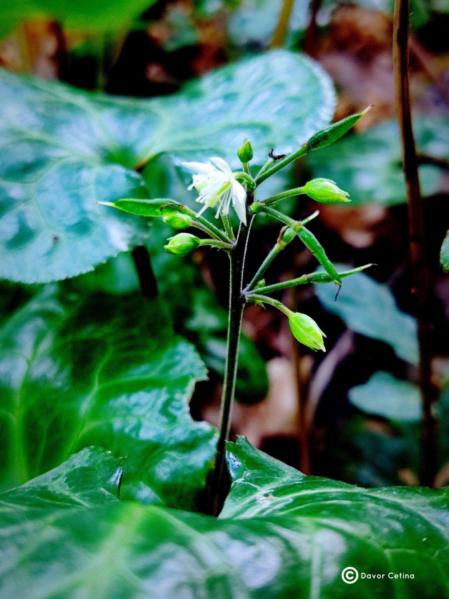 Beesia calthifolia – Vrtlarija Kalići – OPG Davor Cetina