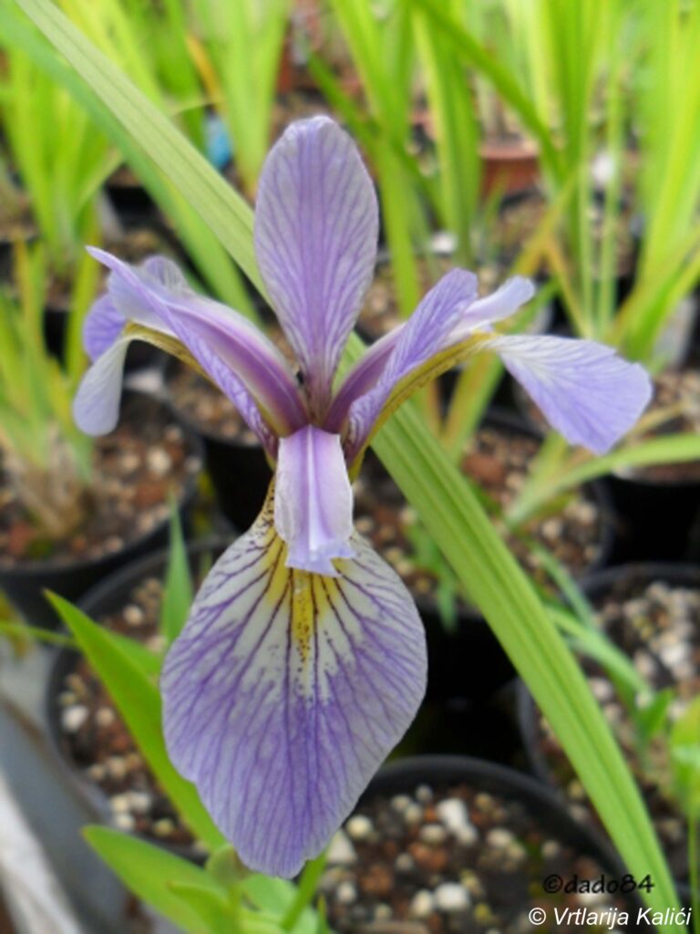 Iris setosa var. nana (I.s. ssp. Canadensis/hookeri) – Vrtlarija Kalići ...