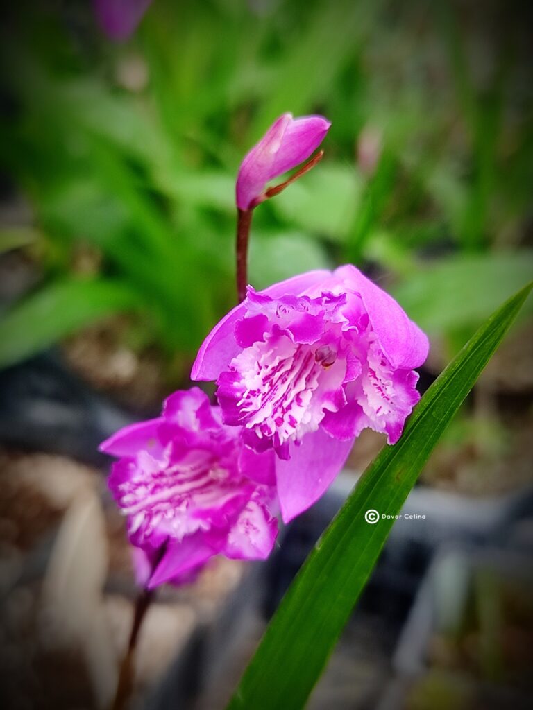 Bletilla striata «Three Lips» (Japanska orhideja) - Vrtlarija Kalići ...