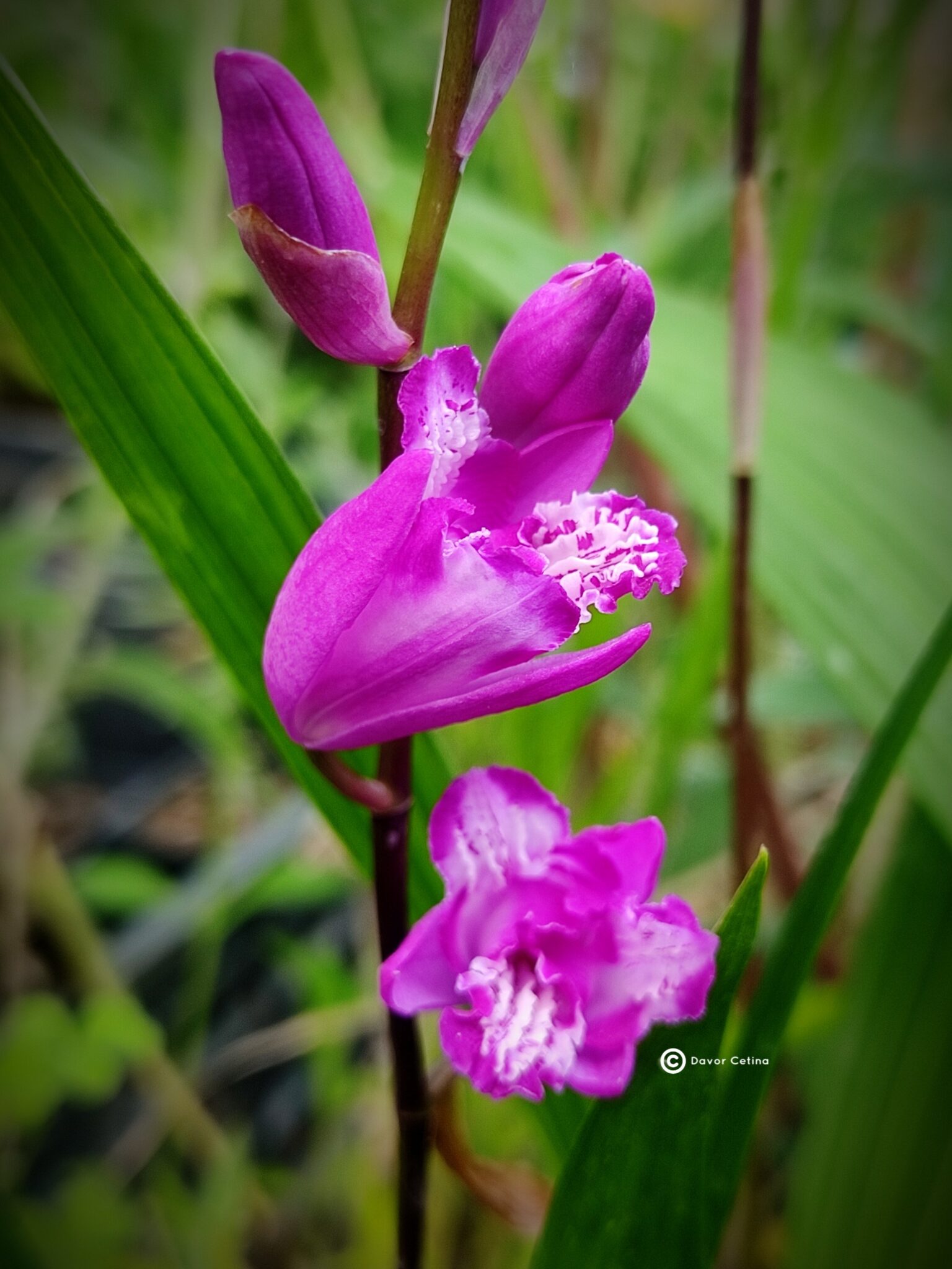 Bletilla striata «Three Lips» (Japanska orhideja) - Vrtlarija Kalići ...