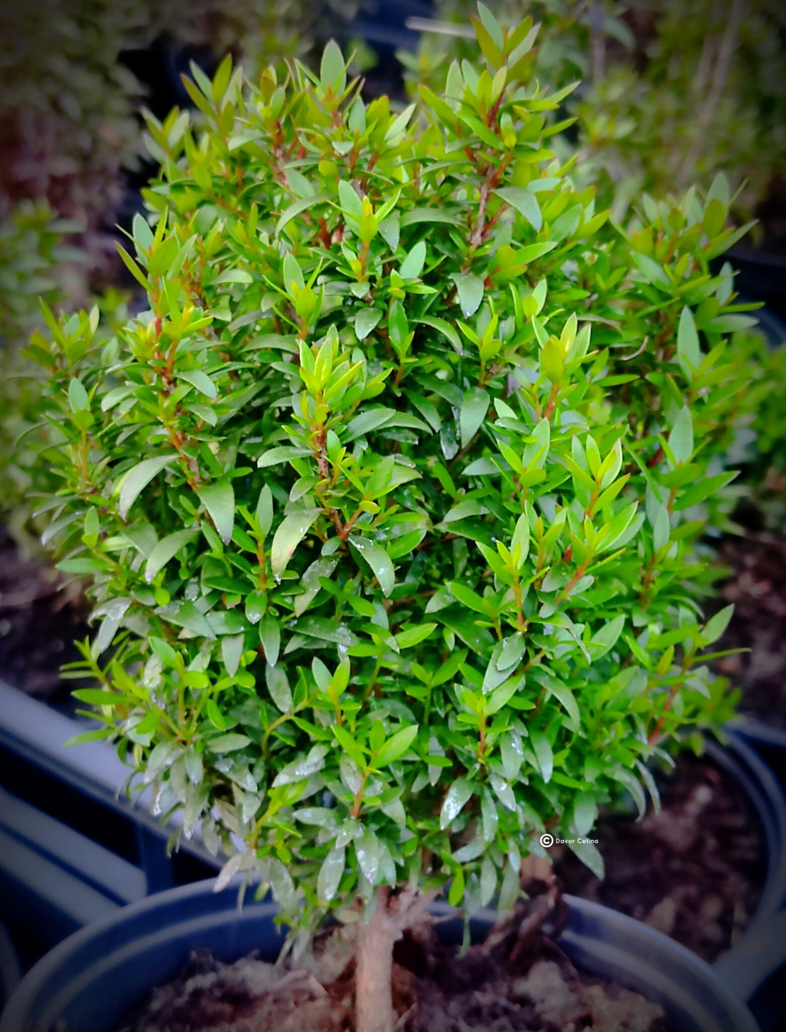 Myrtus communis var microphylla (Patuljasta mirta) – Vrtlarija Kalići ...