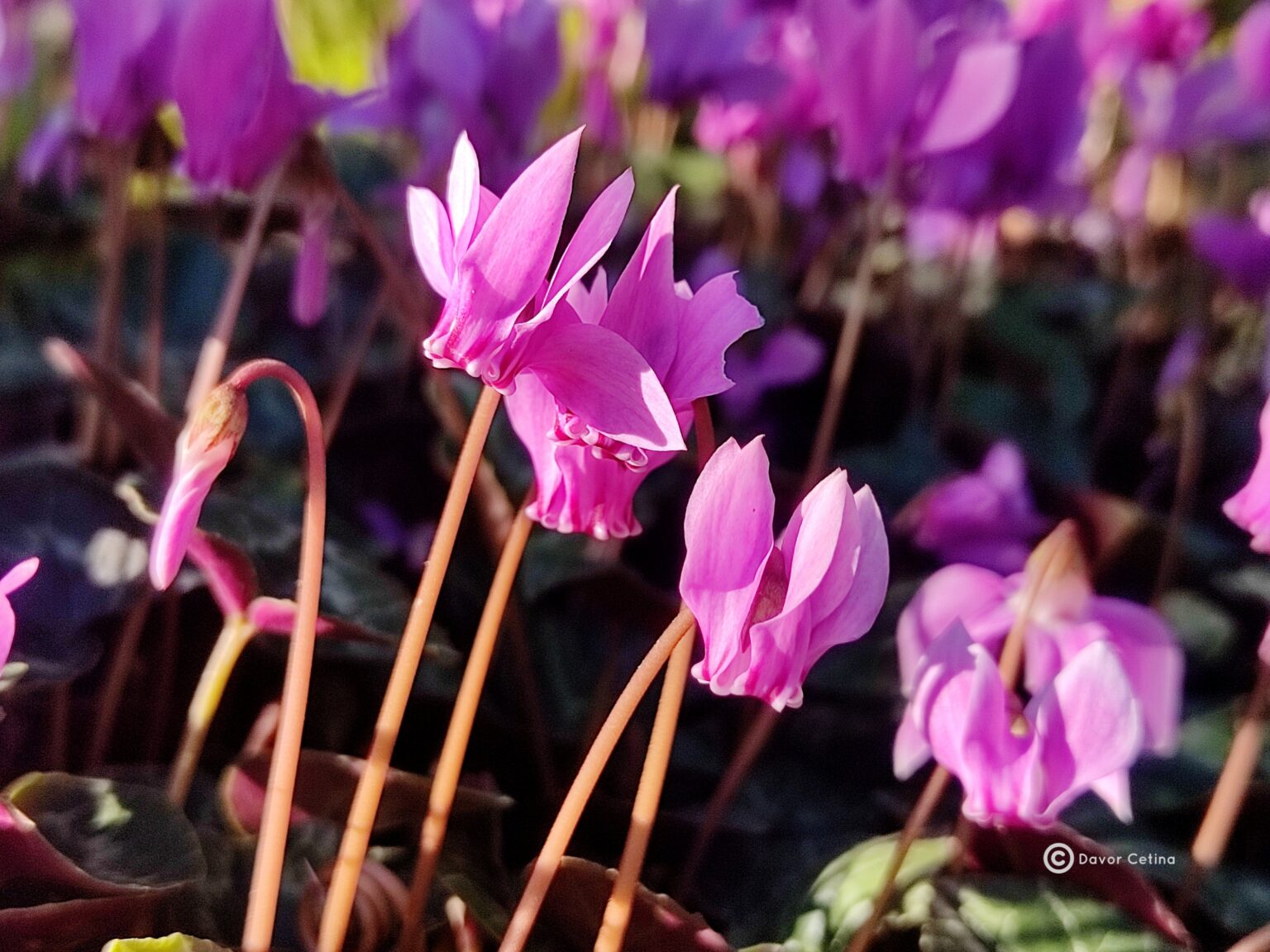 Cyclamen hederifolium rose (Ciklama) - Vrtlarija Kalići - OPG Davor Cetina